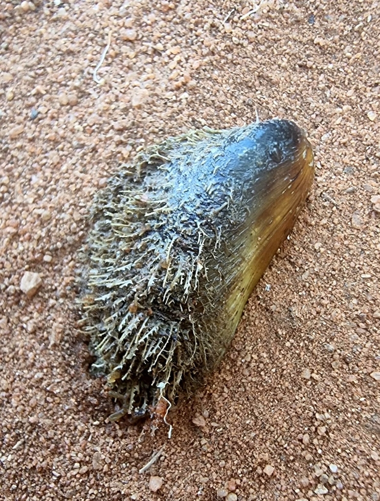 Hairy Mussel from Port Hedland, WA, Australia on September 23, 2023 at ...