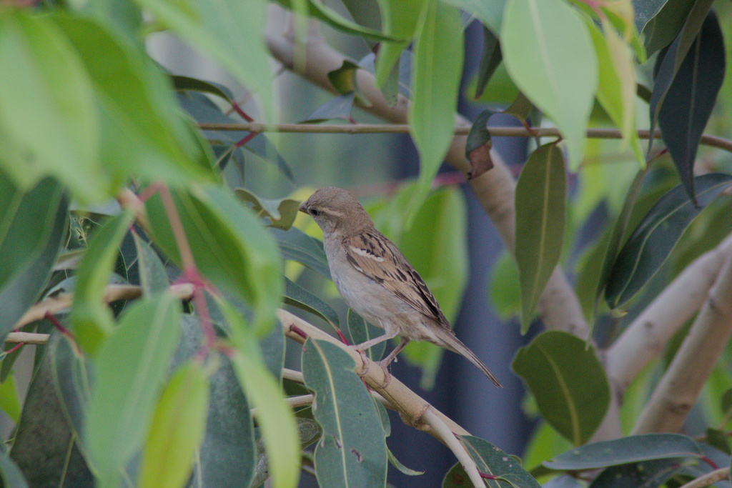 Indian House Sparrow from Yelahanka, Bengaluru, Karnataka, India on ...