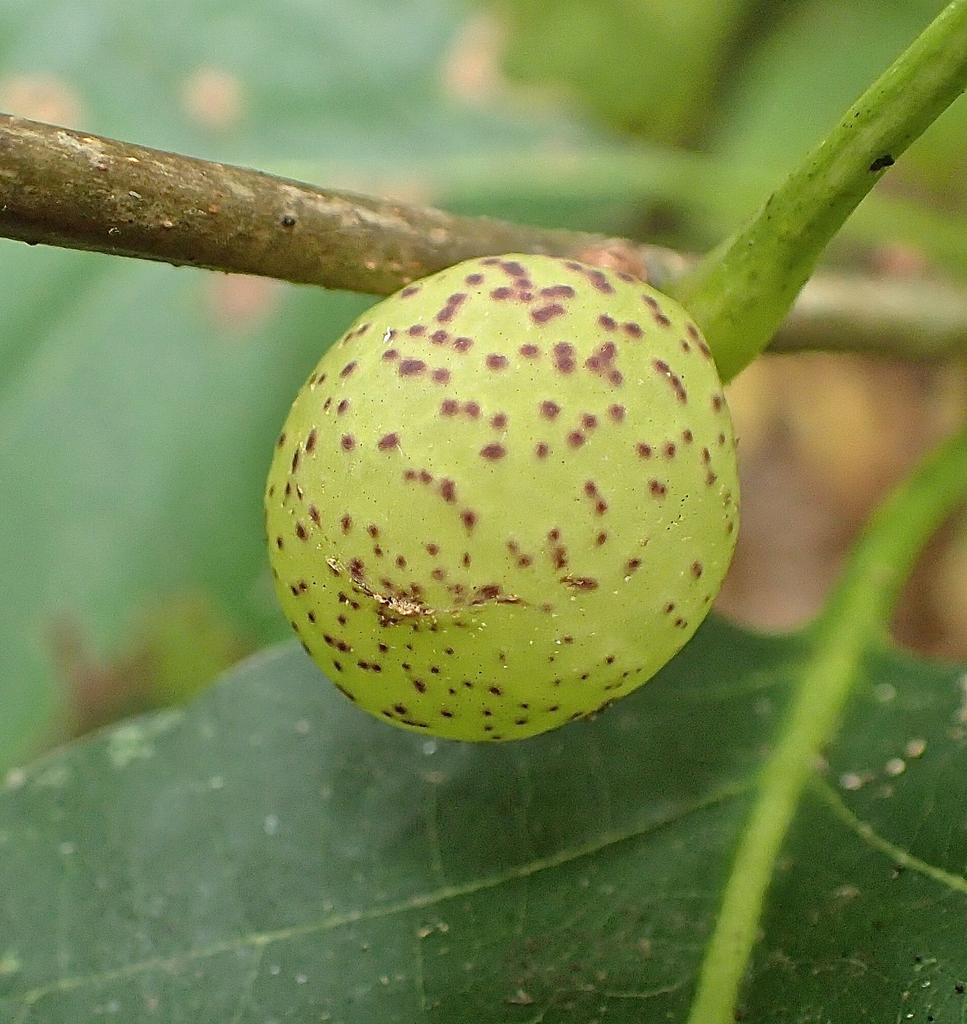 Oak Apple Gall Wasp from Augusta County, VA, USA on September 21, 2023 ...