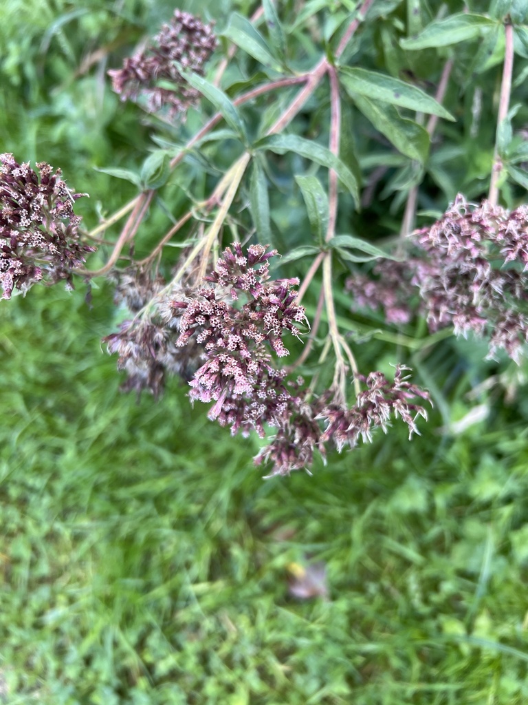 hemp agrimony from Rue de la Mer, Longueil, Normandie, FR on September ...