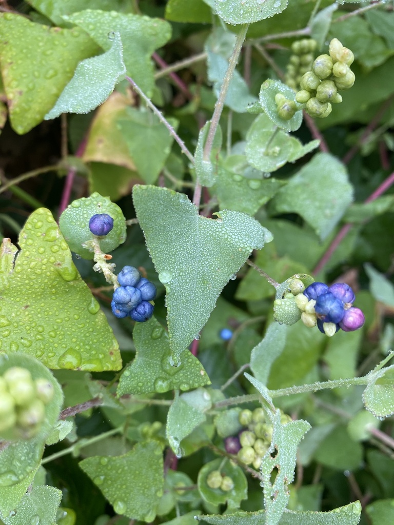 mile-a-minute weed from Robin Hill Rd, Chelmsford, MA, US on September ...