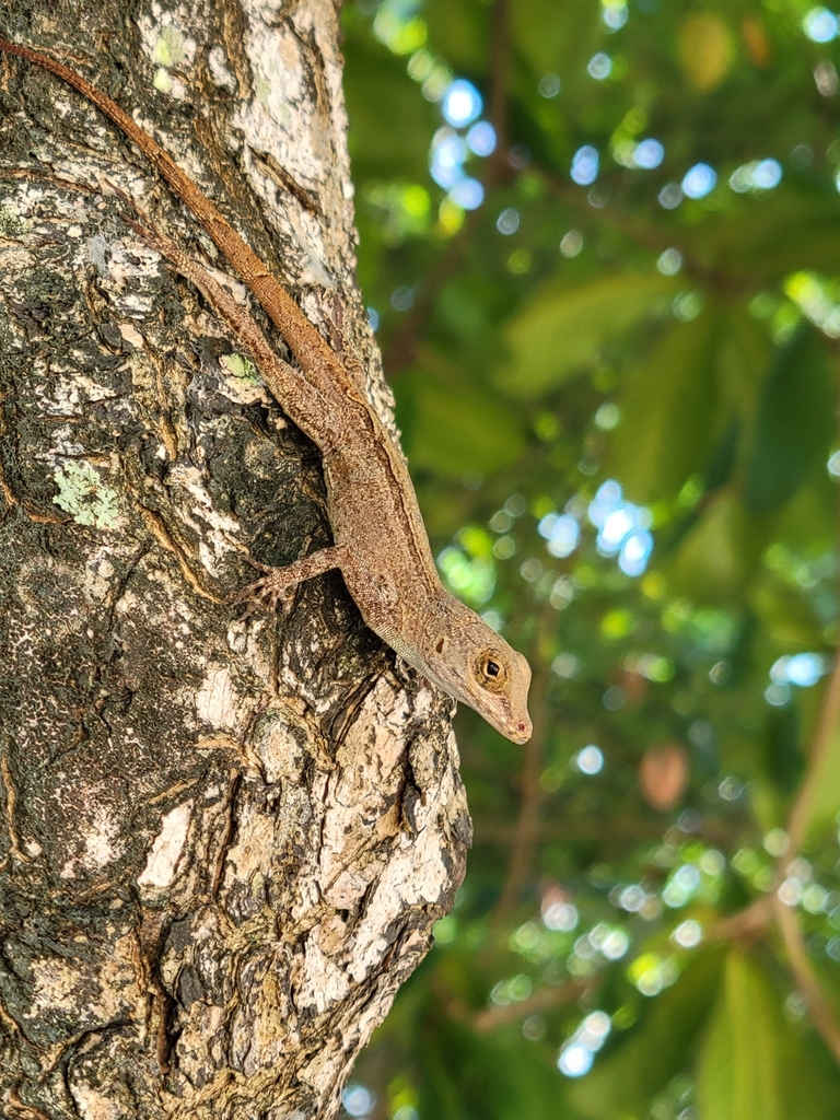 Crested Anole from FW3F+MMQ, San Juan, 00907, Puerto Rico on September ...