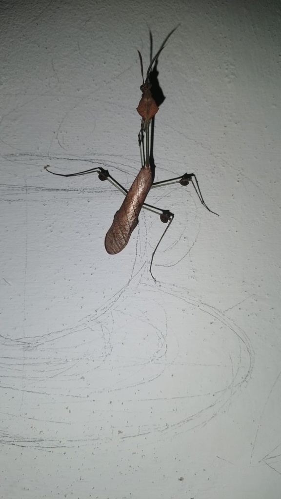 Wandering Violin Mantis from Vadakkumathavi Road, Perambalur, TN, IN on ...