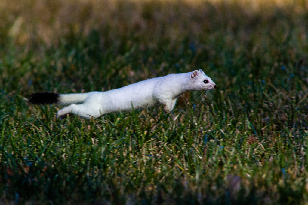 Eurasian Stoat from Übersee, Deutschland on January 10, 2020 at 01:46 ...