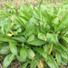 Rosilla (Helenium puberulum) · iNaturalist