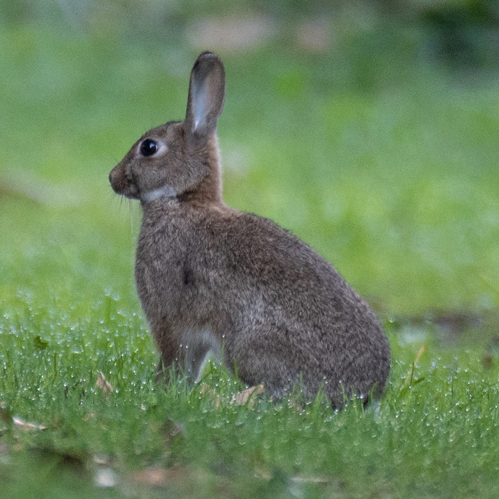 European Rabbit from 21560 Arc-sur-Tille, France on September 23, 2023 ...