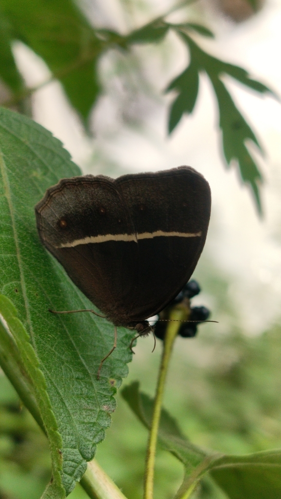 Smooth-eyed Bushbrown from Adam Pool, Adampool, Gangtok, Sikkim 737102 ...