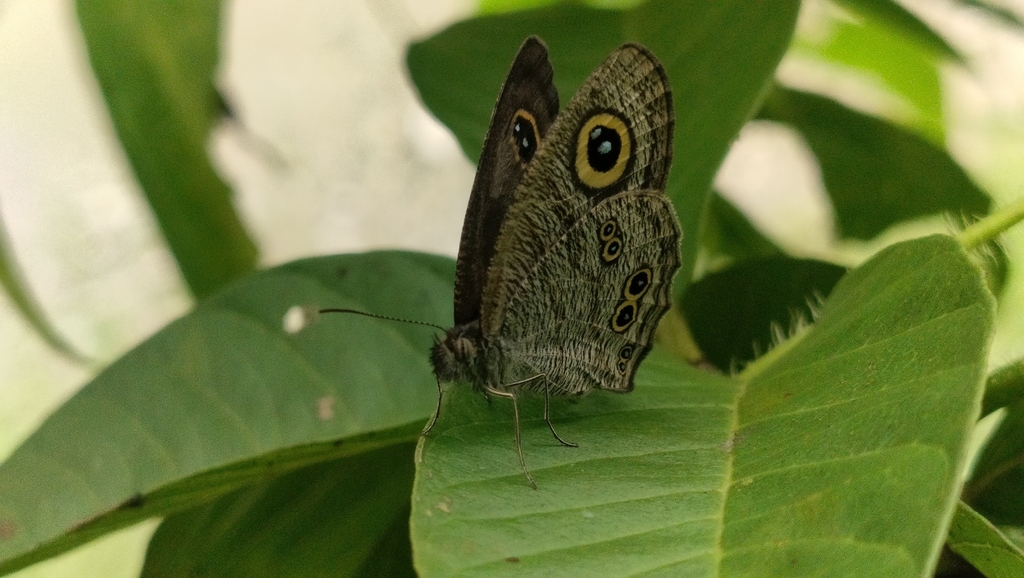 Ring Butterflies from Adam Pool, Adampool, Gangtok, Sikkim 737102 ...