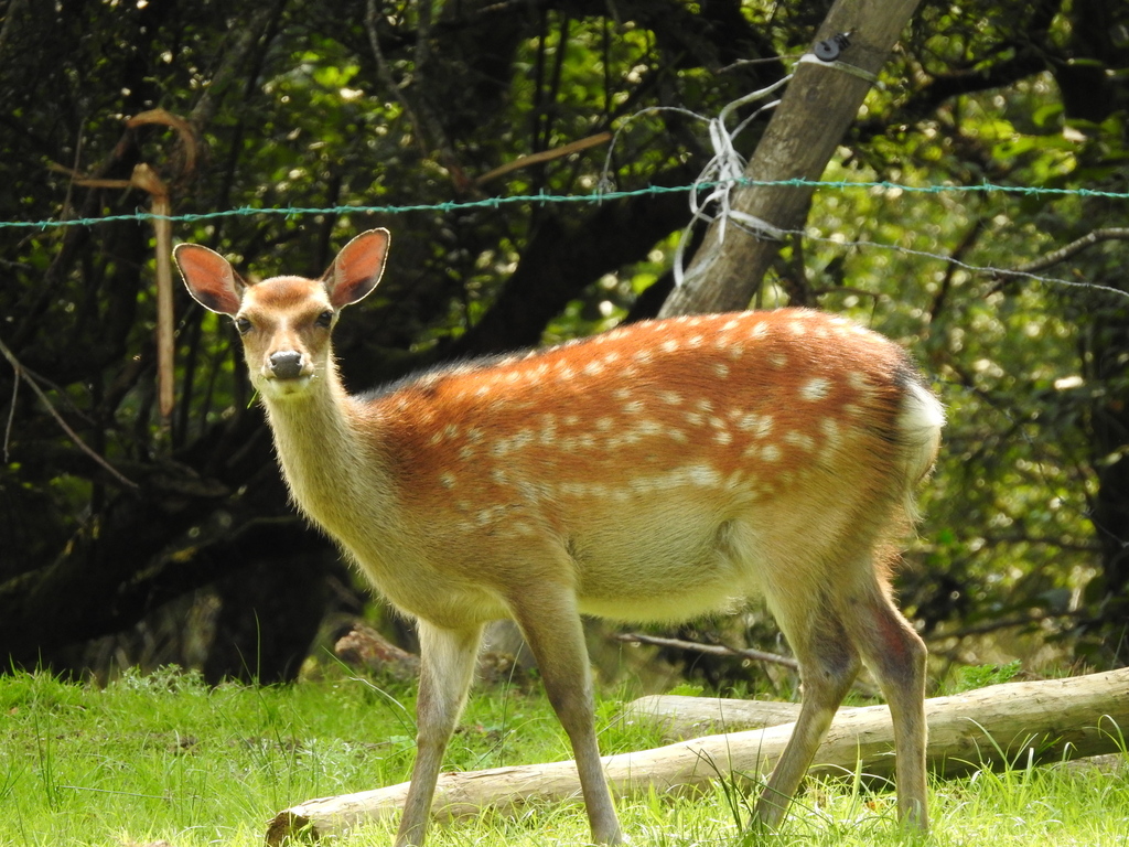 Sika Deer from Reen, Co. Kerry, Ireland on August 27, 2018 at 08:37 AM ...