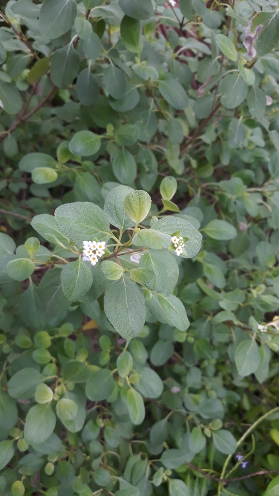Button Sage from Hollywood on September 23, 2023 at 11:13 AM by ...