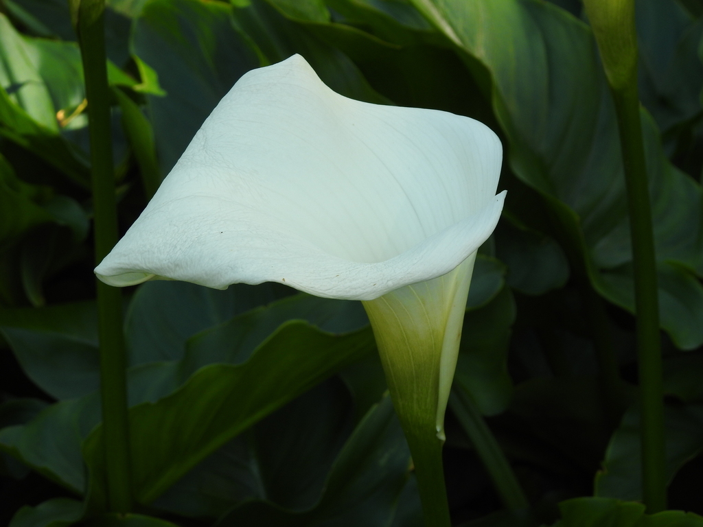 calla lily from Muckross, The Demesne, Co. Kerry, Ireland on August 27 ...