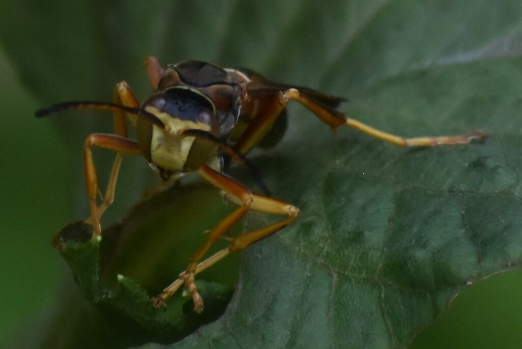 Winged and Once-winged Insects from Calvert County, MD, USA on ...