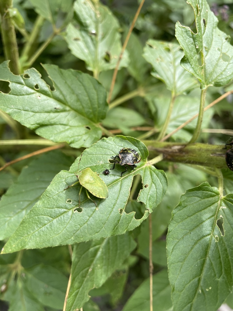 Southern Green Stink Bug from PalmenGarten, Frankfurt am Main, Hessen ...