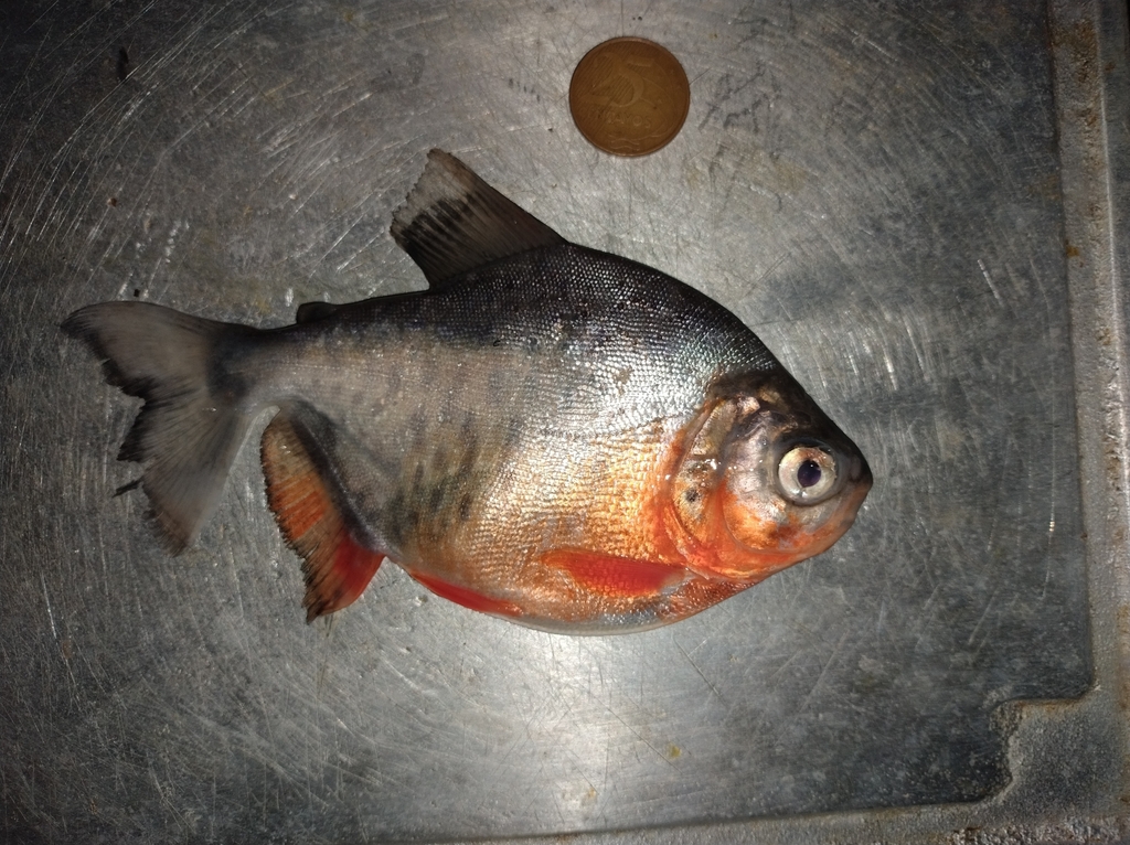 Red-bellied Pacu from Tefé, AM, 69470-000, Brasil on September 23, 2023 ...