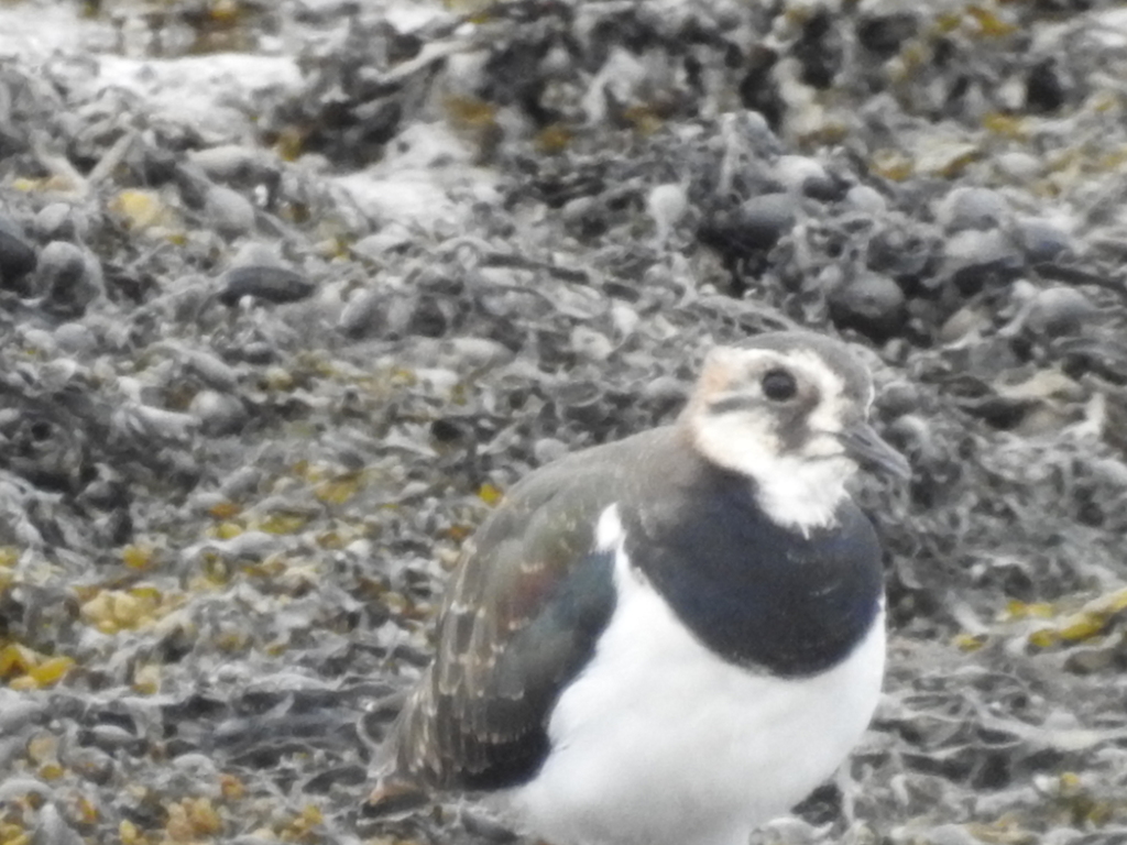 Northern Lapwing from Galway, Ireland on August 30, 2018 at 11:40 AM by ...