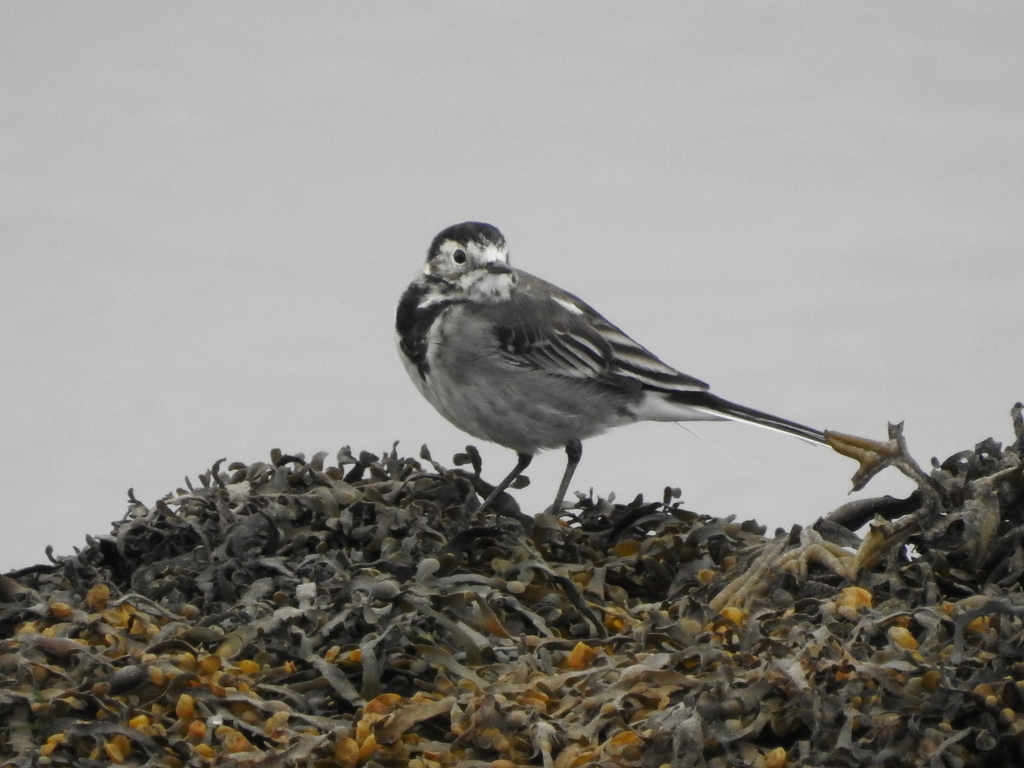 Pied Wagtail from Kinvarra, Co. Galway, Ireland on August 30, 2018 at ...