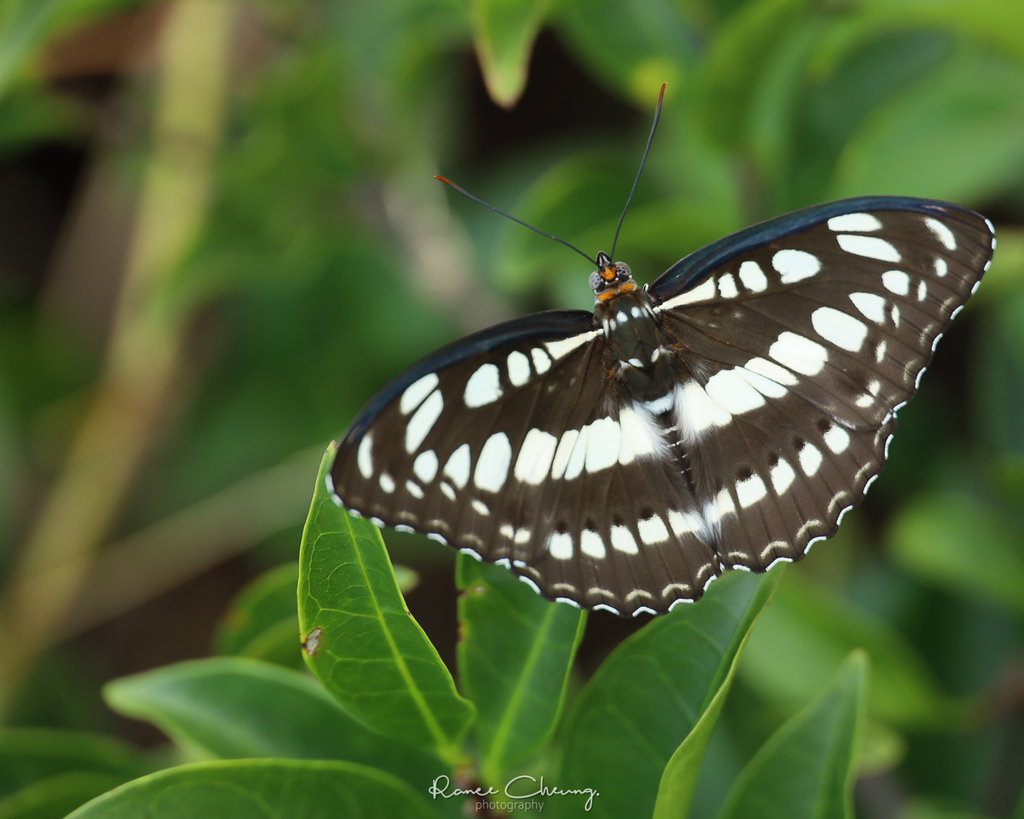 Common Sergeant in September 2023 by Rance Cheung · iNaturalist