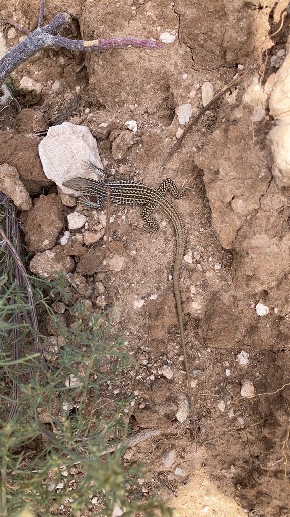 Common Checkered Whiptail from W Yucca Ave, Amarillo, TX, US on ...