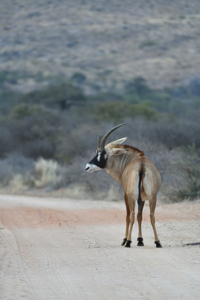 Southern Roan Antelope from ZF Mgcawu District Municipality, South ...