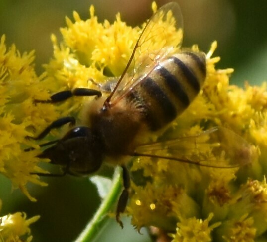 Western Honey Bee from Calvert County, MD, USA on September 20, 2023 at ...
