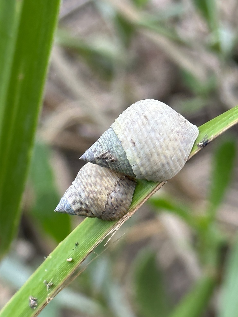 Marsh Periwinkle from Oak Island, Oak Island, NC, US on September 23 ...