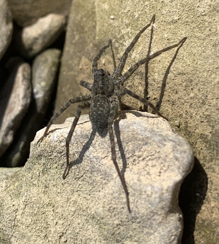 Stone Spider from Griffey Rd, West Springfield, PA, US on September 21 ...