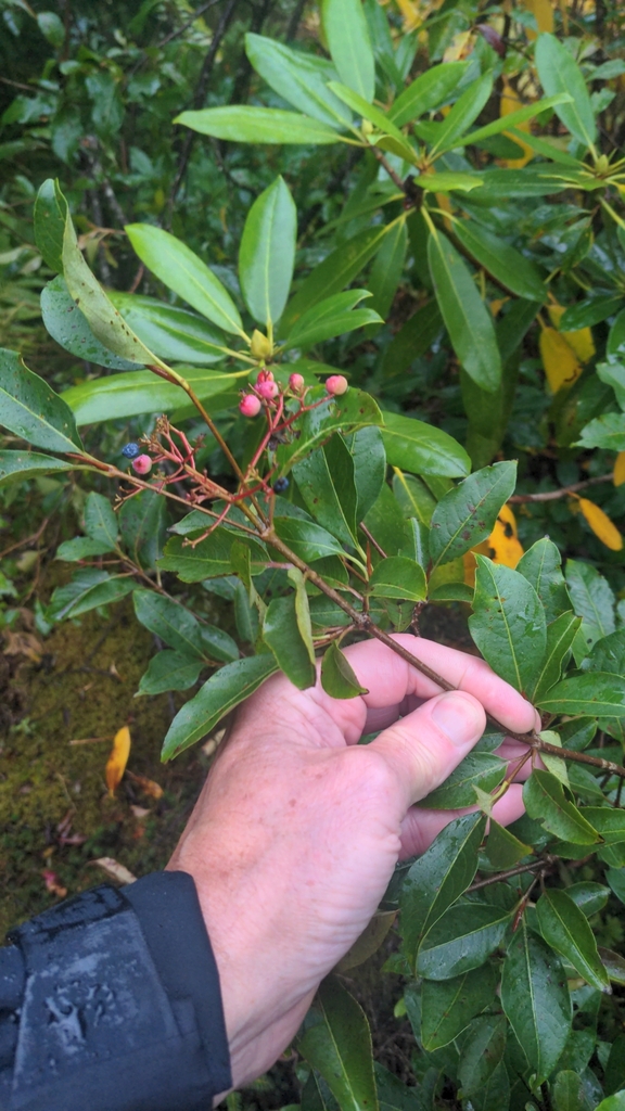 southern wild raisin from Tucker County, US-WV, US on September 23 ...
