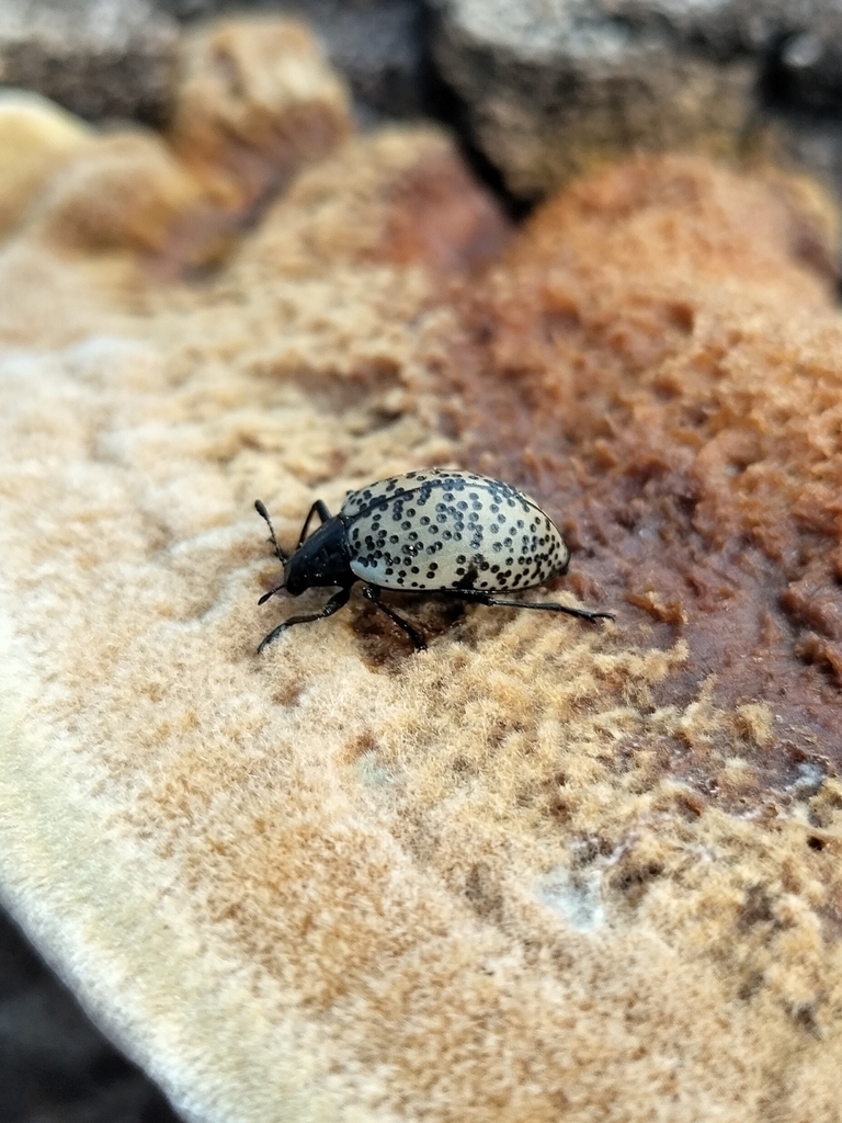 Blue Fungus Beetle from 46410 Jal., México on September 23, 2023 at 09: ...