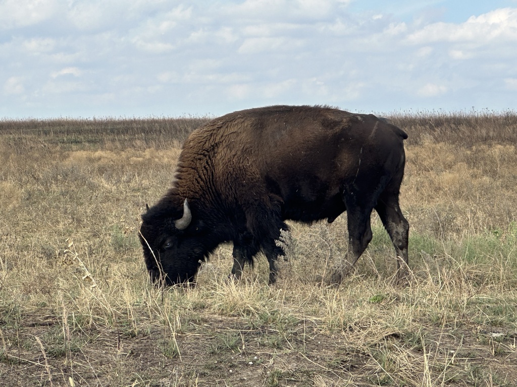 American Bison from County Road 4650, Shidler, OK, US on September 23 ...