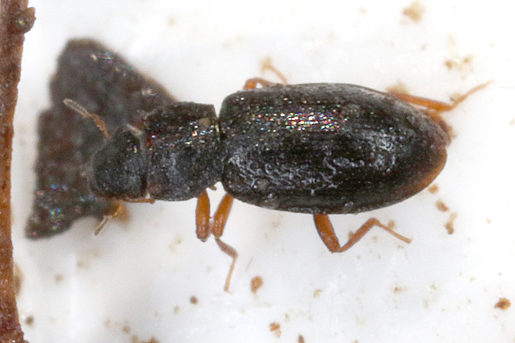 Hydraena from Austria, Upper Austria, Freistadt, Wullowitz, Österreich ...