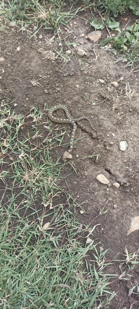 Mexican Bull Snake from 54645 Méx., México on September 21, 2023 at 10: ...