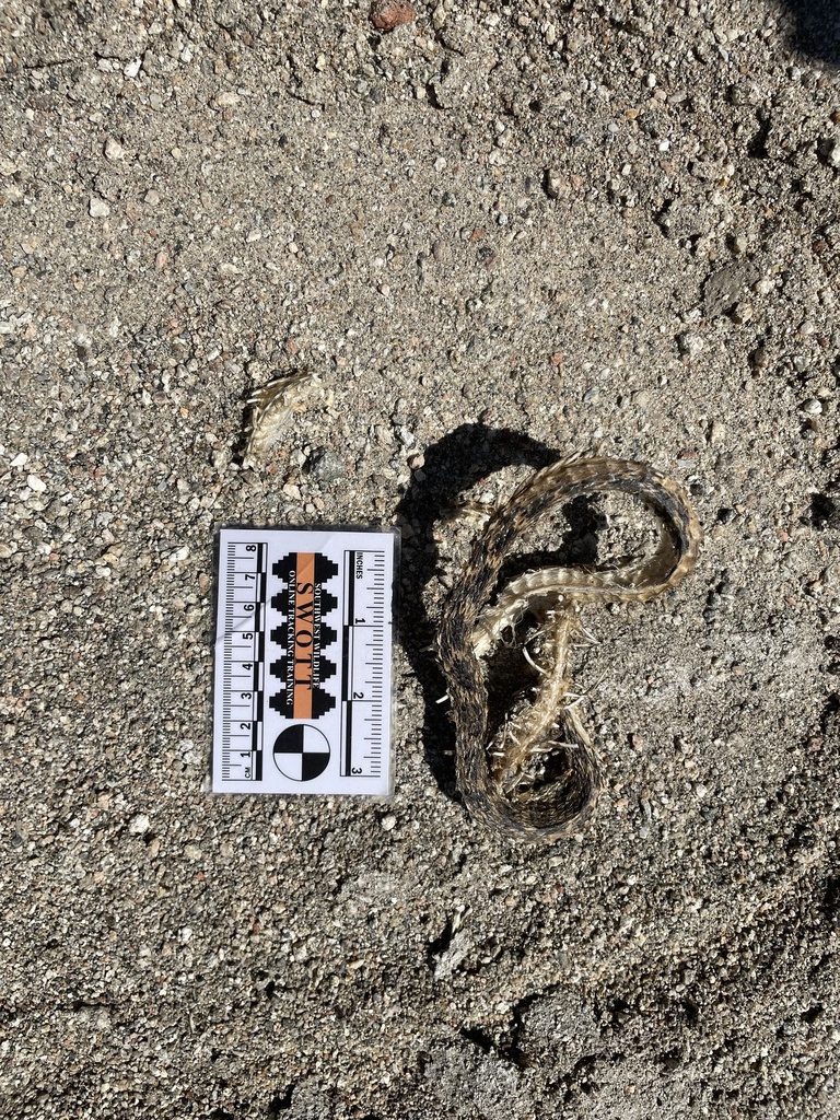 Gopher Snake from Cleveland National Forest, Campo, CA, US on September ...
