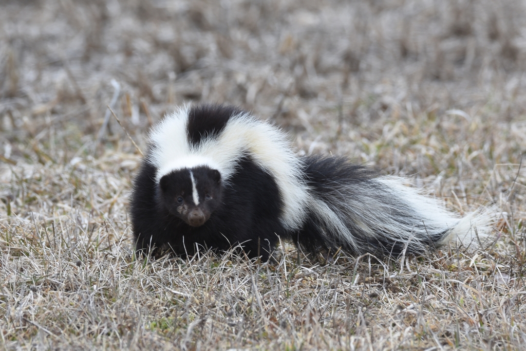 Striped Skunk from Peterborough County, ON, Canada on March 28, 2020 at ...