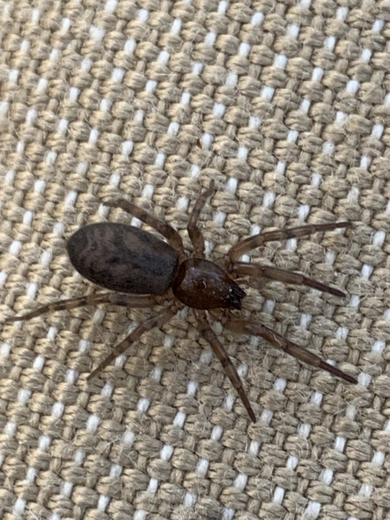 Intruda signata from Maslen Cl, Frankston, VIC, AU on September 24 ...