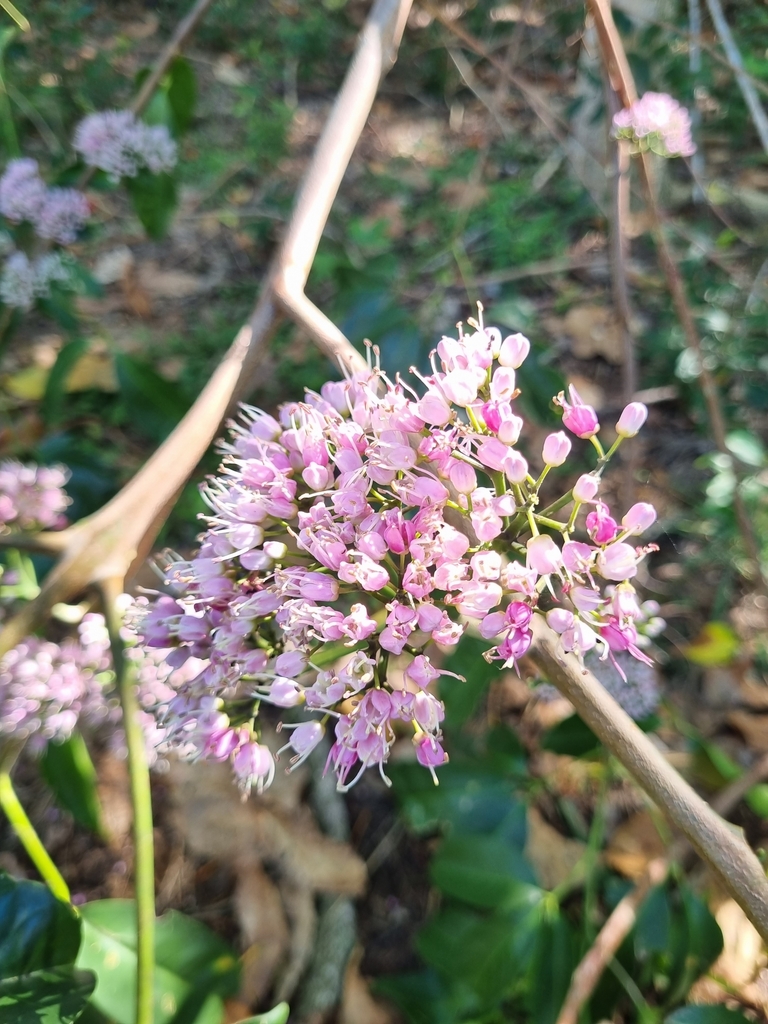 pink-flowered doughwood from Nerang QLD 4211, Australia on March 28 ...