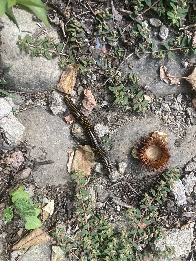 Spirobolus bungii from Mutianyu Great Wall, Beijing, CN on September 23 ...