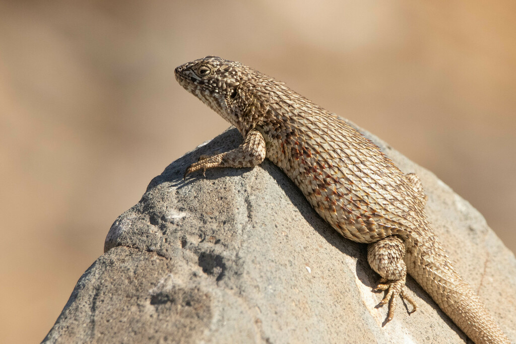 Shiny Smooth-throated Lizard from Huasco, Atacama, Chile on September ...