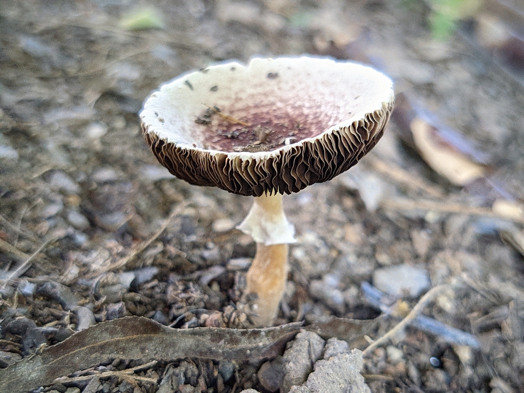 Micropsalliota from Villa de Guadalupe, Puerto Vallarta, Jal., México ...