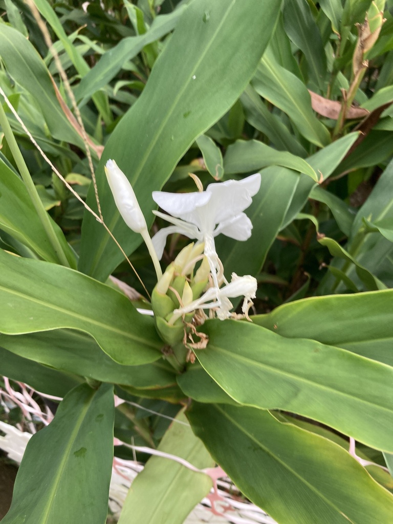White ginger from Woodside Biodiversity Education Centre, 鰂魚涌, 香港, HK ...