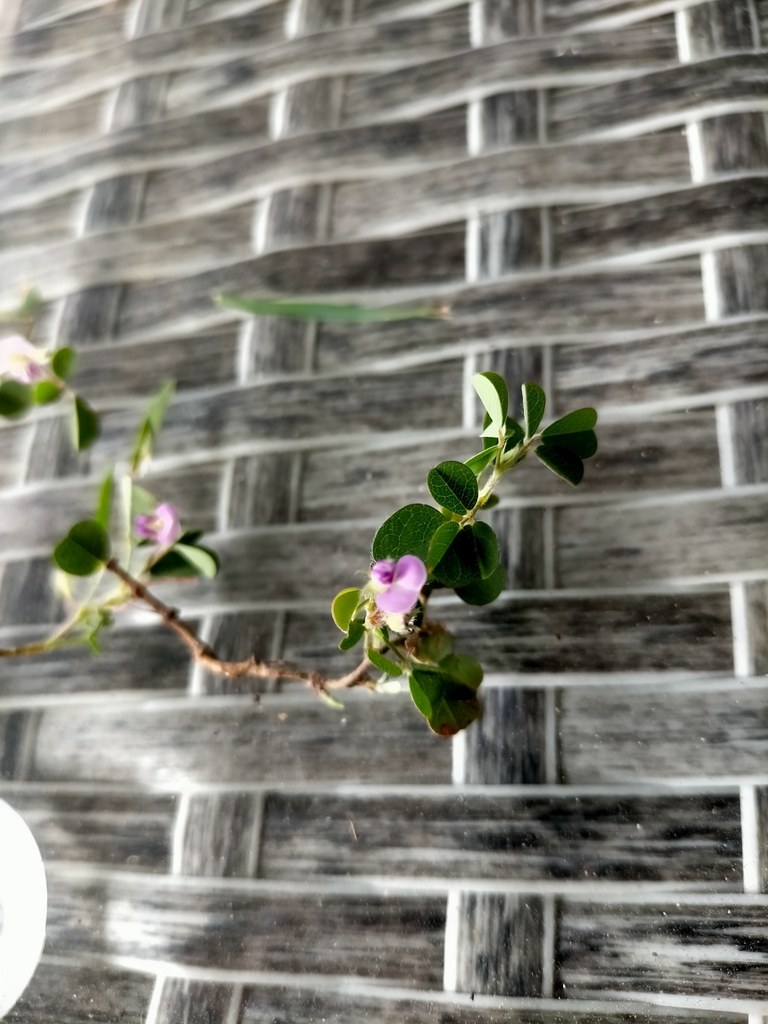 creeping tick trefoil in September 2023 by Katie O'Brien · iNaturalist