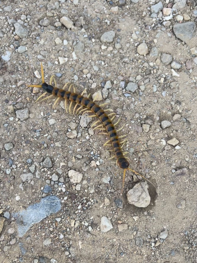 Giant Desert Centipede from Terlingua Ranch Rd, Alpine, TX, US on ...