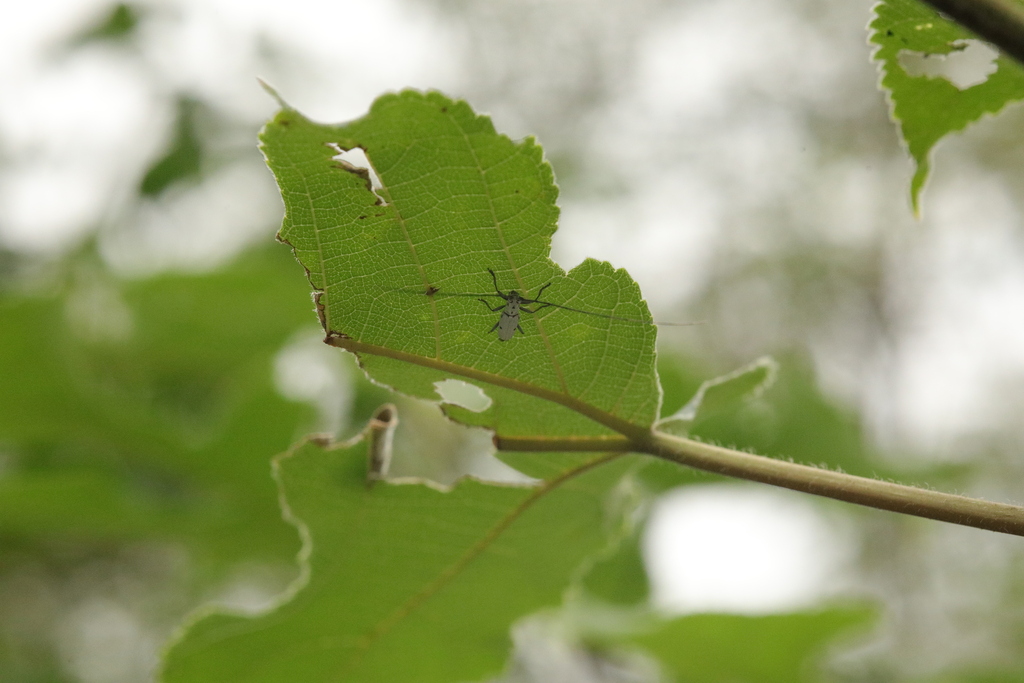 Microlenecamptus obsoletus from 北京市海淀区香山旱河路6号（近闵庄路） 邮政编码: 100093 on ...
