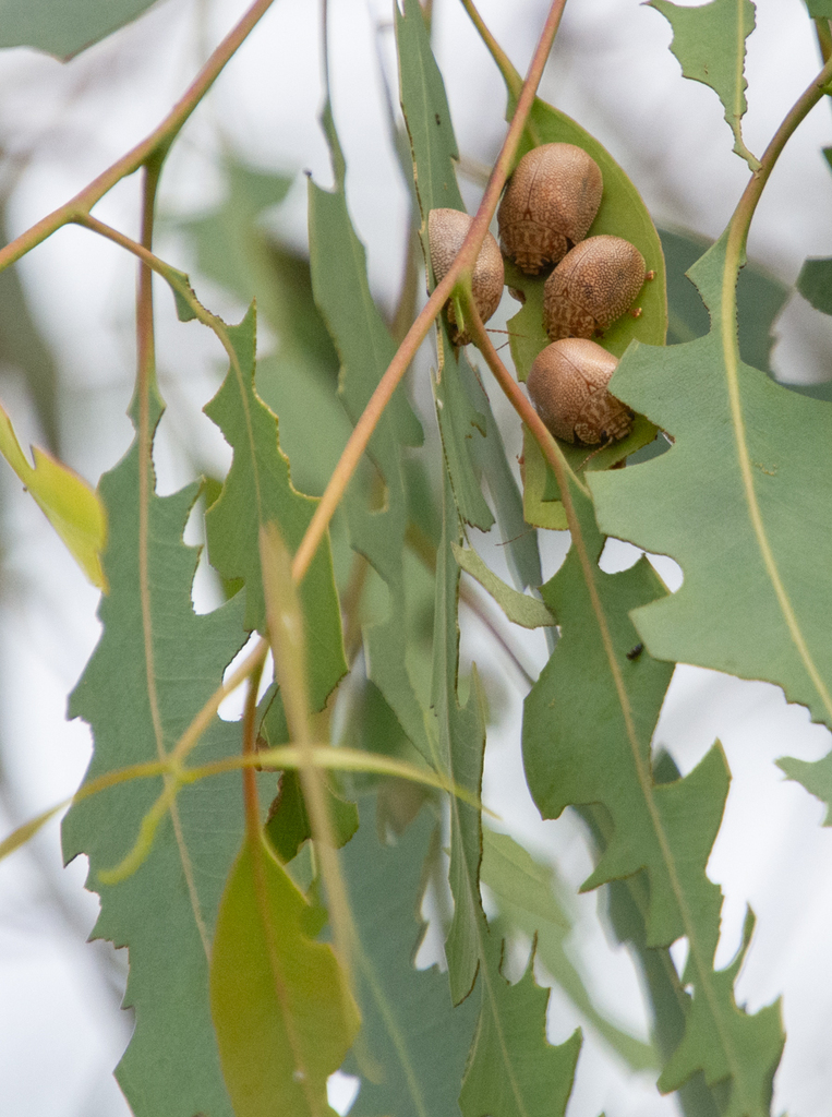 Dotted Paropsine Leaf Beetle from Signal Hill, CA, USA on September 23 ...