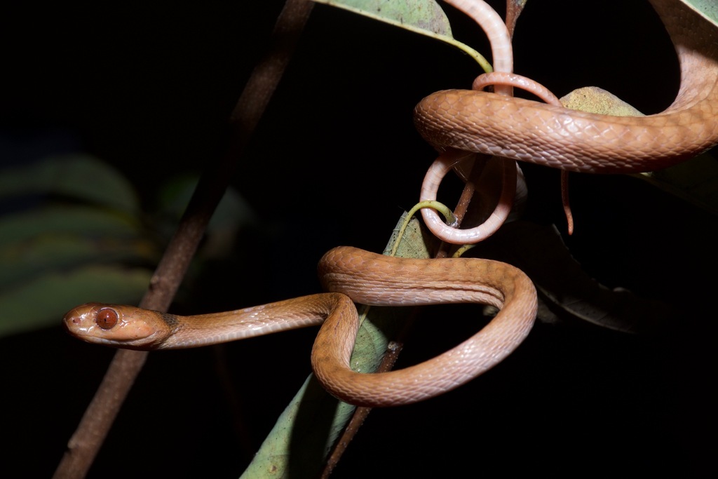 Orange Tree Snake in July 2017 by Sean Rowan Laughlin · iNaturalist