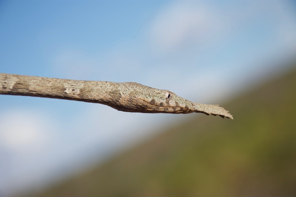 Madagascar Leaf-nosed Snake from Mahajanga II, Madagascar on July 24 ...