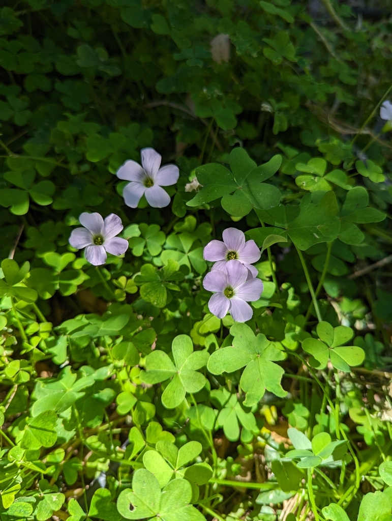 Pale pink-sorrel in September 2023 by Rex D · iNaturalist