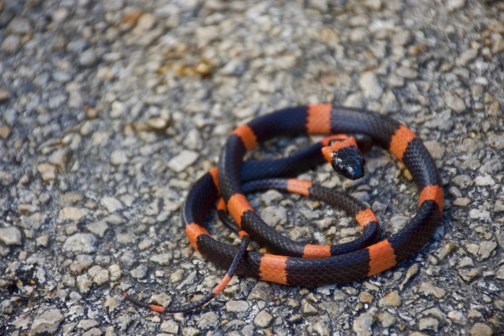 Snail-eating Thirst Snake in August 2016 by Sean Rowan Laughlin ...