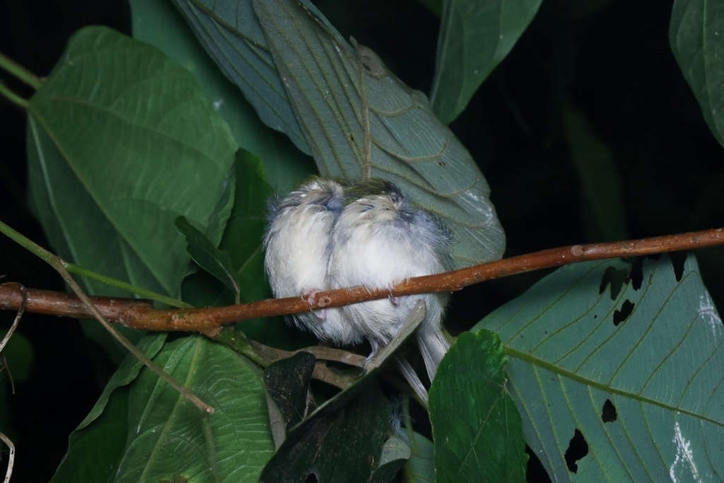 Common Tailorbird from Tai Po Kau Nature Reserve on September 23, 2023 ...