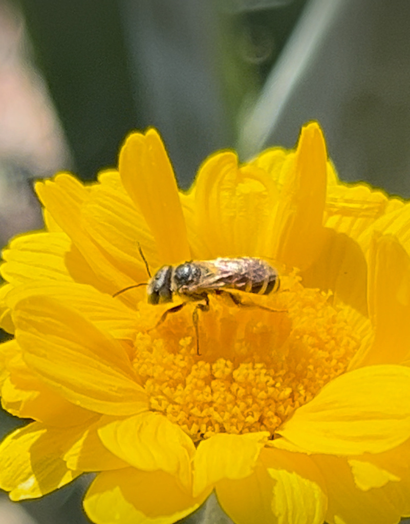 Sweat Bees from N Silverbell Tree Pl, Tucson, AZ, US on September 23 ...