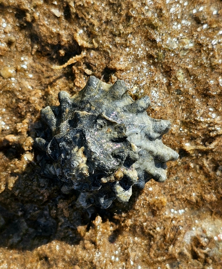 Astralium pileolum from Port Hedland, WA, Australia on September 24 ...